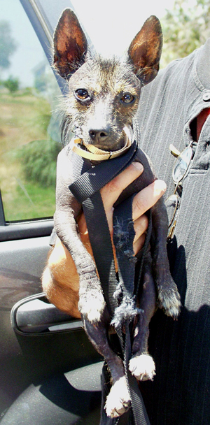 Chinese Cresteds at Gentle Giants Rescue and Adoptions